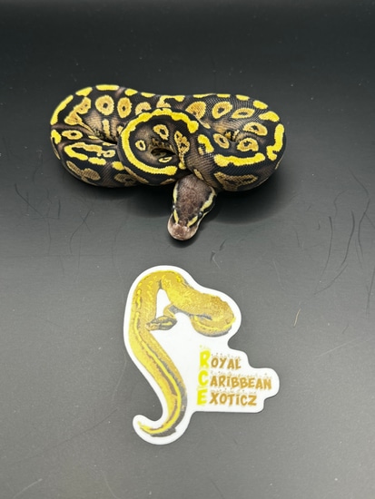 Mahogany Yellowbelly Pastel Ball Python by Royal Caribbean Exoticz