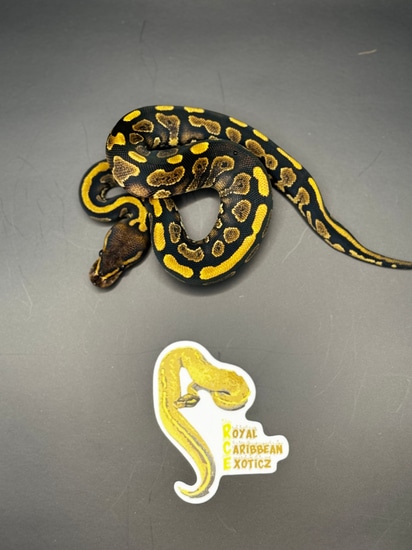 Mahogany YellowBelly Ball Python by Royal Caribbean Exoticz