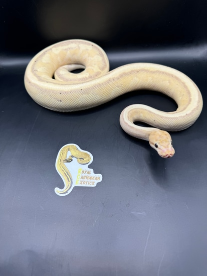 Banana Super Stripe Ball Python by Royal Caribbean Exoticz
