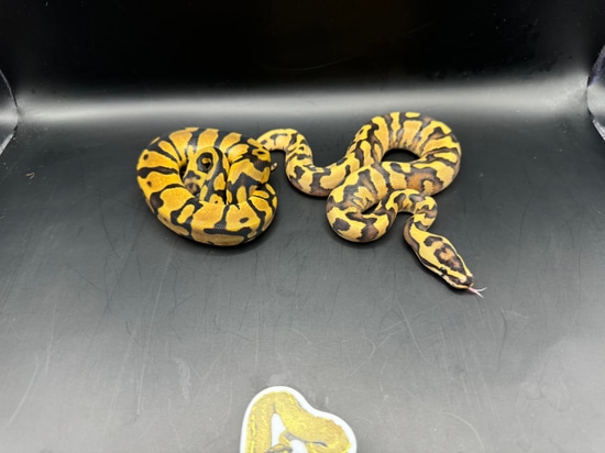 Acid Enchi Fire Y.B. Ball Python by Royal Caribbean Exoticz