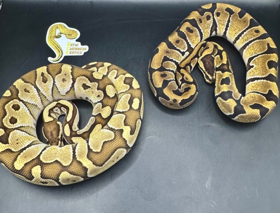 1.1 Enchi Lesser Clown Makers Ball Python by Royal Caribbean Exoticz