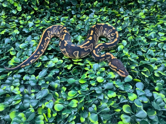 Leopard Wookie Yellow Belly Het Clown Ball Python by Royal Caribbean ...