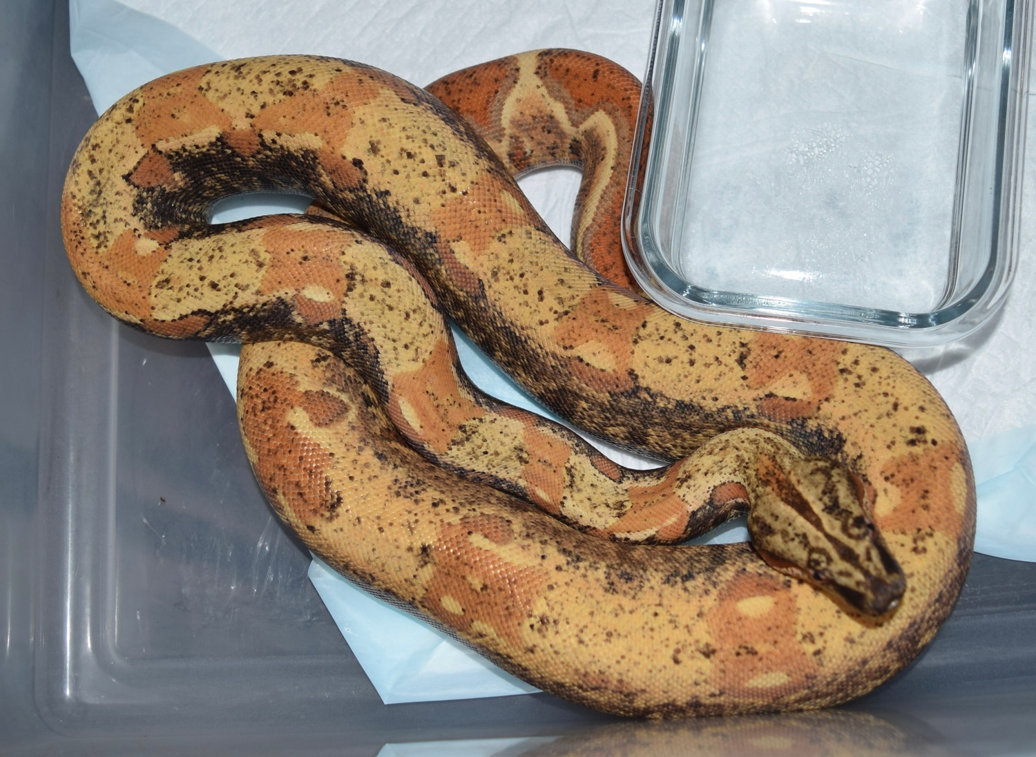 21 VPI IMG Sunglow Boa Constrictor by Dan’s Snakes - MorphMarket