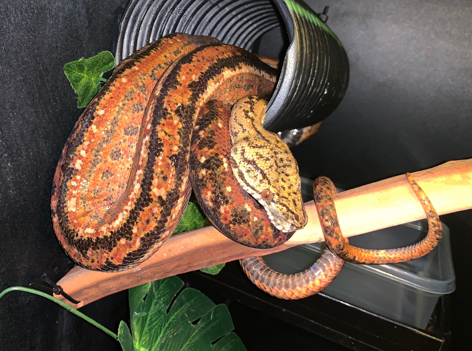 '14 Tiger Amazon Tree Boa by Dan’s Snakes - MorphMarket