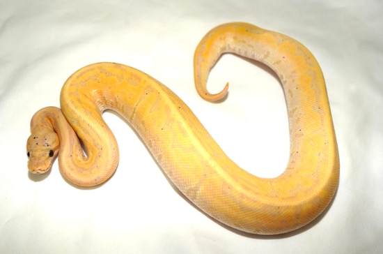 Banana Mystic Pinstripe Ball Python by Magnolia Eoxtics