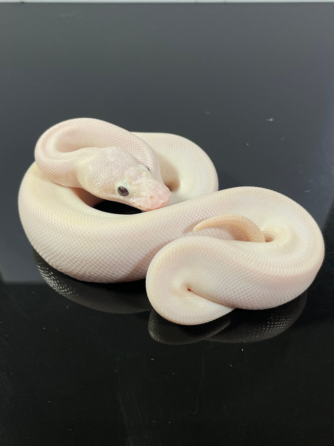 Ivory (Pos. HGW Mystic Pastel Banana) Ball Python by Constrictor ...