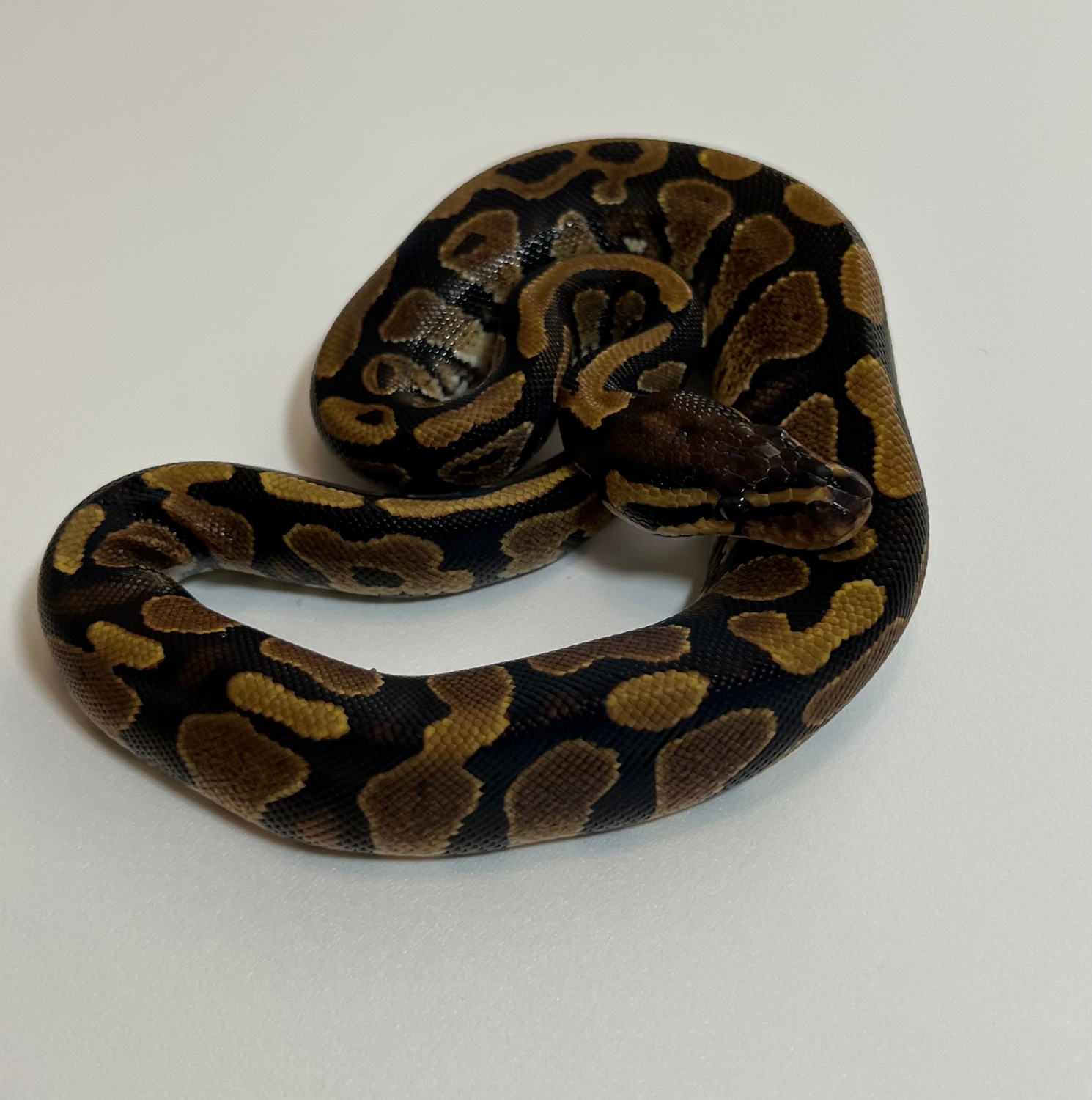 YB/Gravel Ball Python by Constrictor Culture - MorphMarket