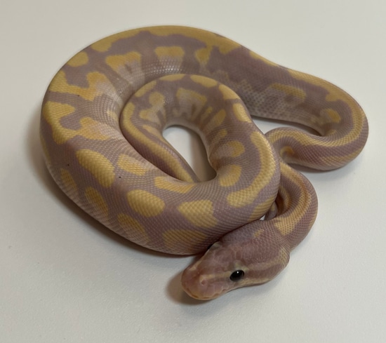 Banana Fire YB/Gravel Ball Python by Constrictor Culture