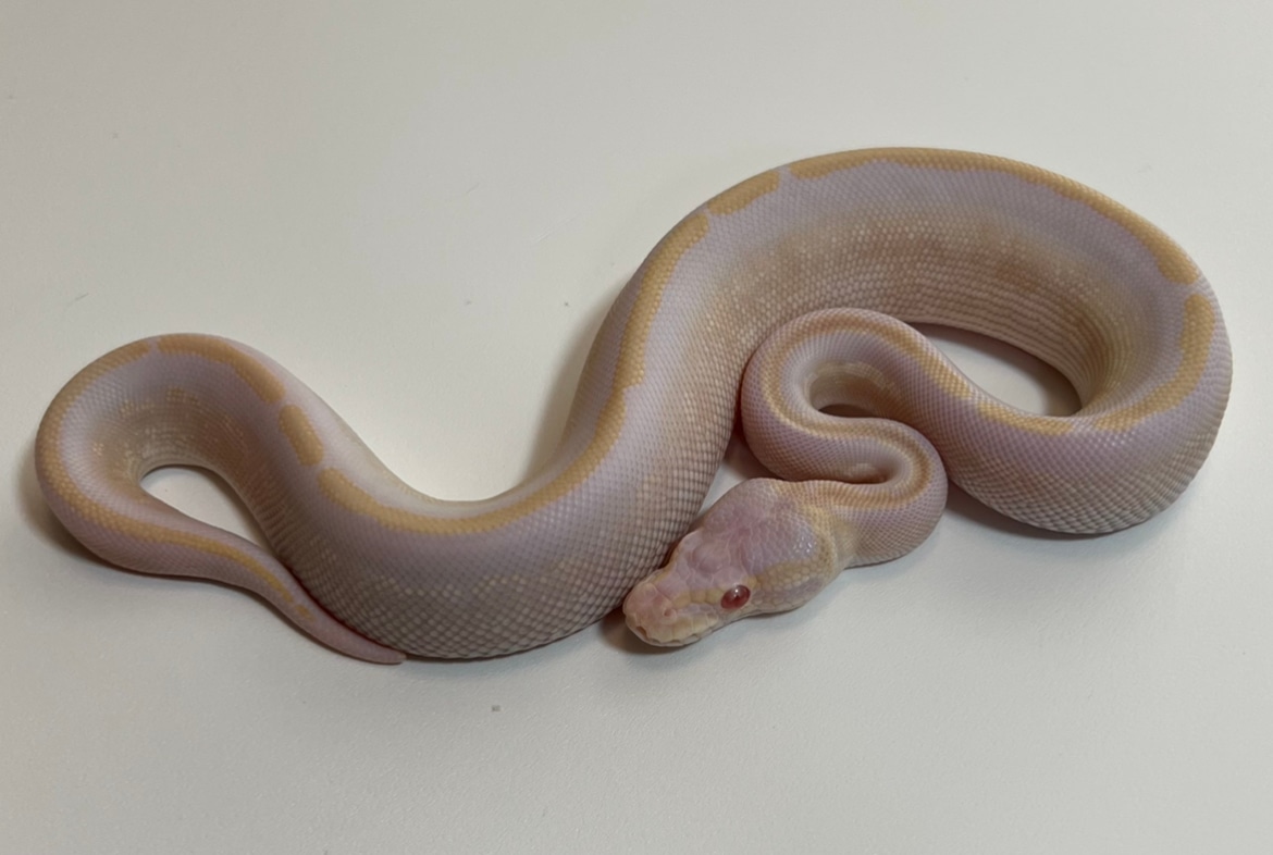 Albino GHI Mojave Black Pastel Ball Python by Constrictor Culture ...