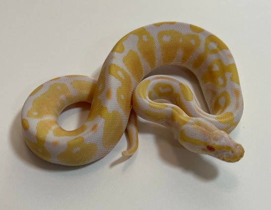 Albino Ball Python by Constrictor Culture