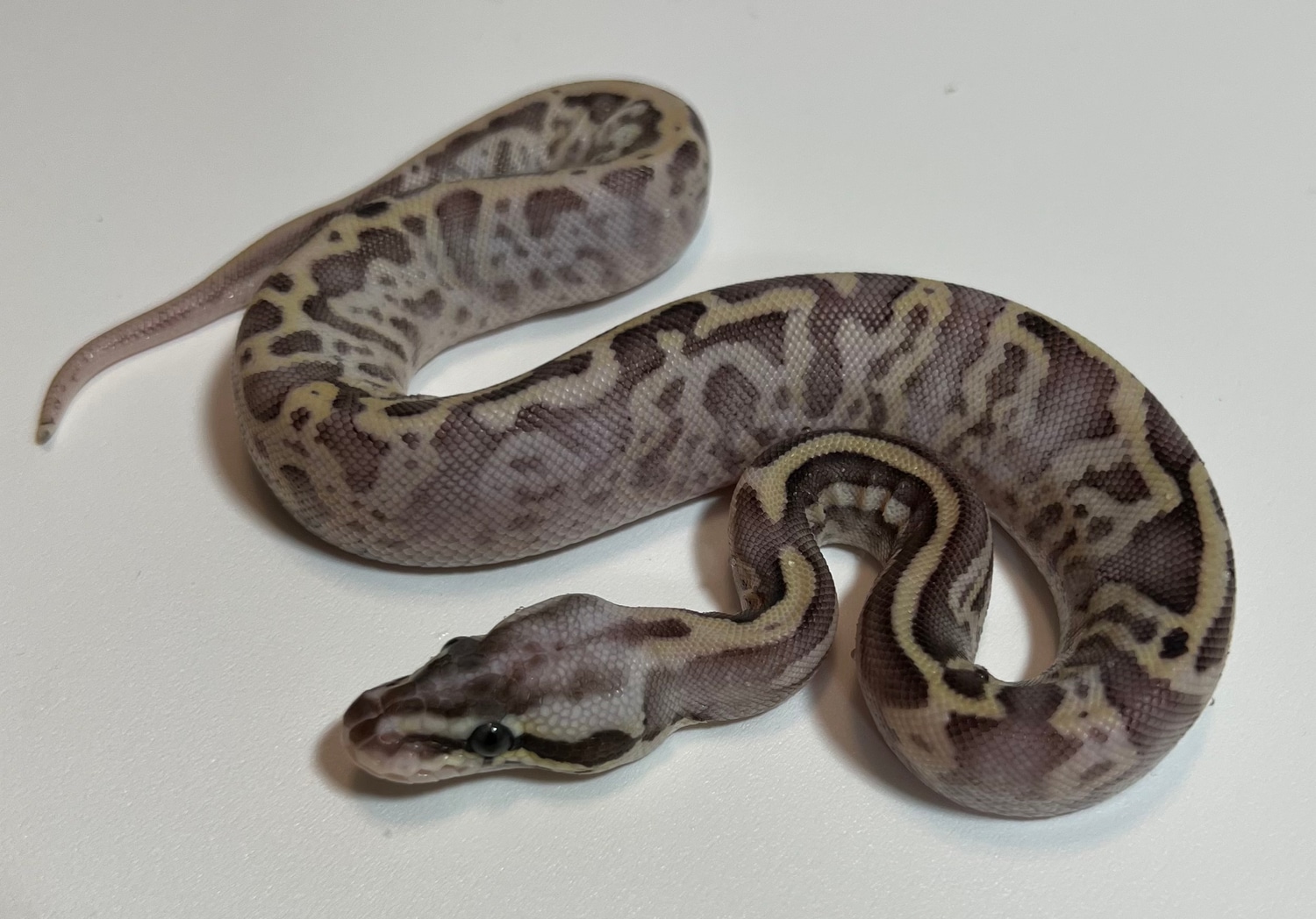 Leo Superfly 66% Het Pied Ball Python by Constrictor Culture - MorphMarket