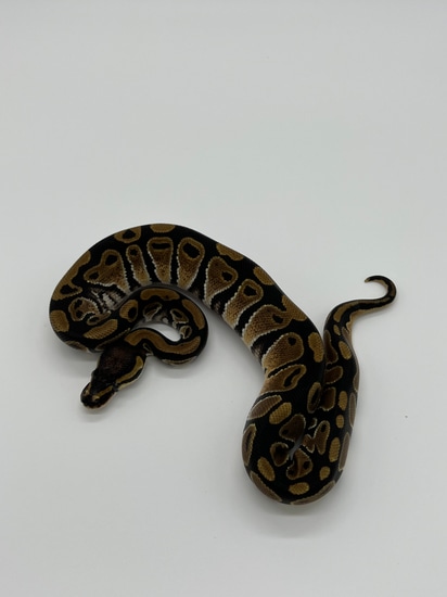 DBL Het Clown Pied Pos Asphalt Ball Python by Constrictor Culture
