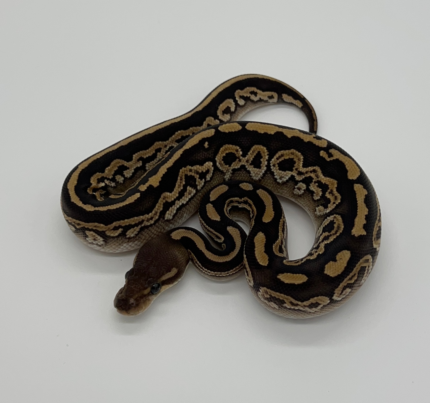 Black Pastel Asphalt Mojave Het Albino Ball Python by Constrictor Culture - MorphMarket