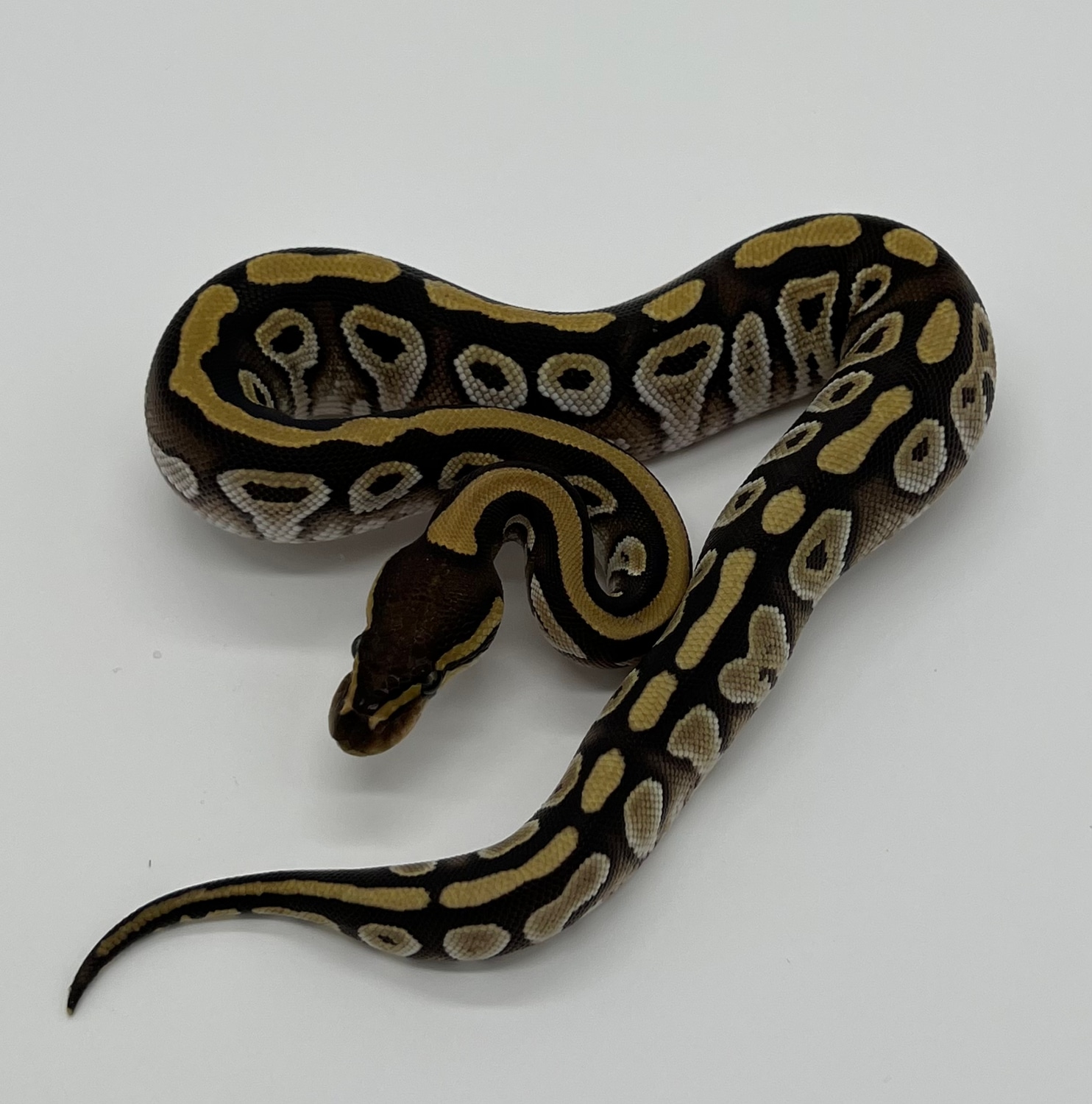 Mojave Pos Asphalt/Yellowbelly Het Clown Ball Python by Constrictor ...