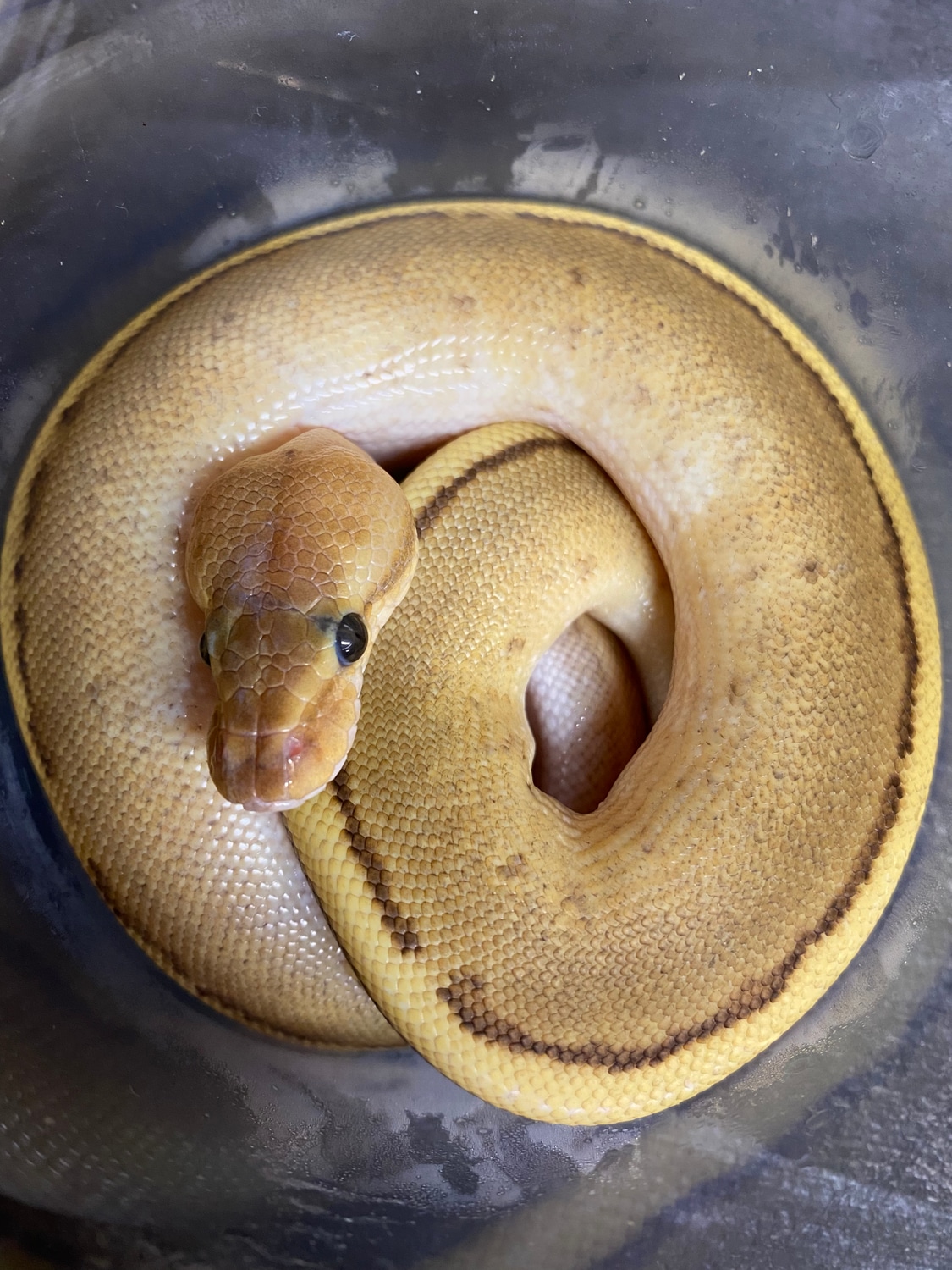 Orange Dream Fire G-Stripe Ball Python by Palm Tree Exotics - MorphMarket