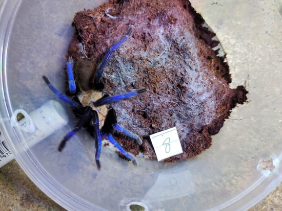 Birupes Simoroxigorum Breeding Group 2 Male 1 Female Tarantula by Dylan ...