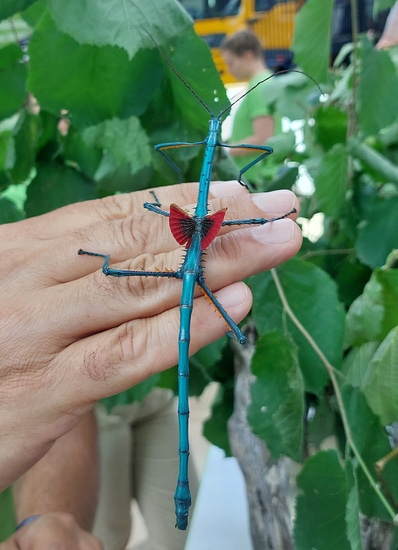 Achrioptera Manga, Blue Metallic Stick Insect Eggs. Batches Of 30/50 ...