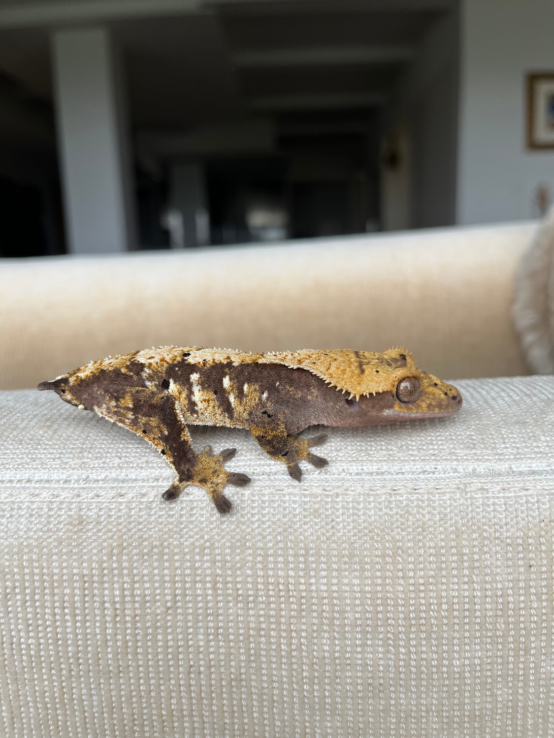 White Spot Drippy Dorsal Extreme Harlequin Crested Gecko by Sticky Toes ...