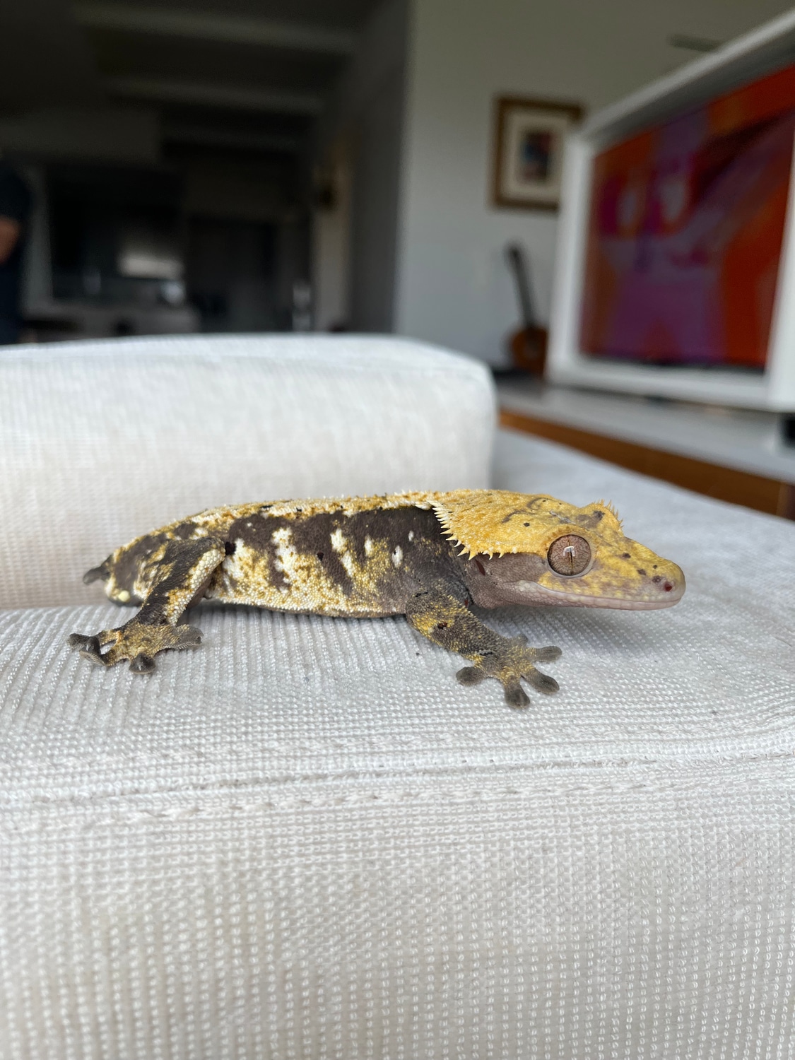 RTB White Spot Drippy Dorsal Extreme Harlequin Crested Gecko by Sticky ...