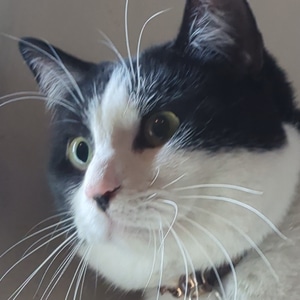 Voodoo Exotics - MorphMarket