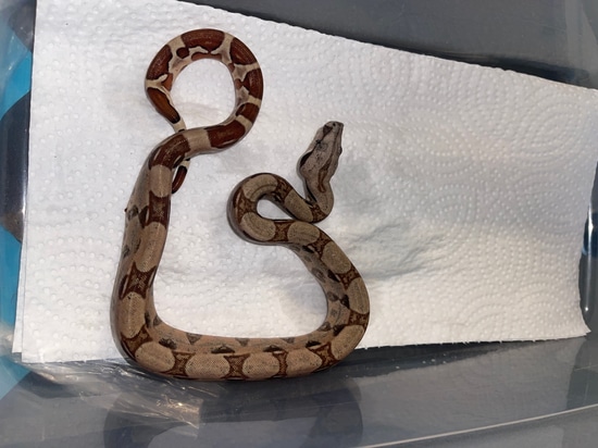 2024 Pastel Boa Het Albino Kahl Het Anery 1 Boa Constrictor by Royal Boas