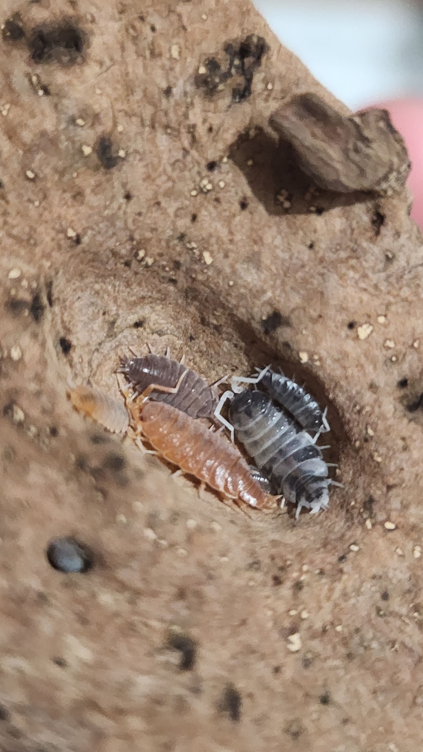 Porcellionoides Pruinosus MIX 15 CT "Powder Orange" + "Oreo Crumble ...