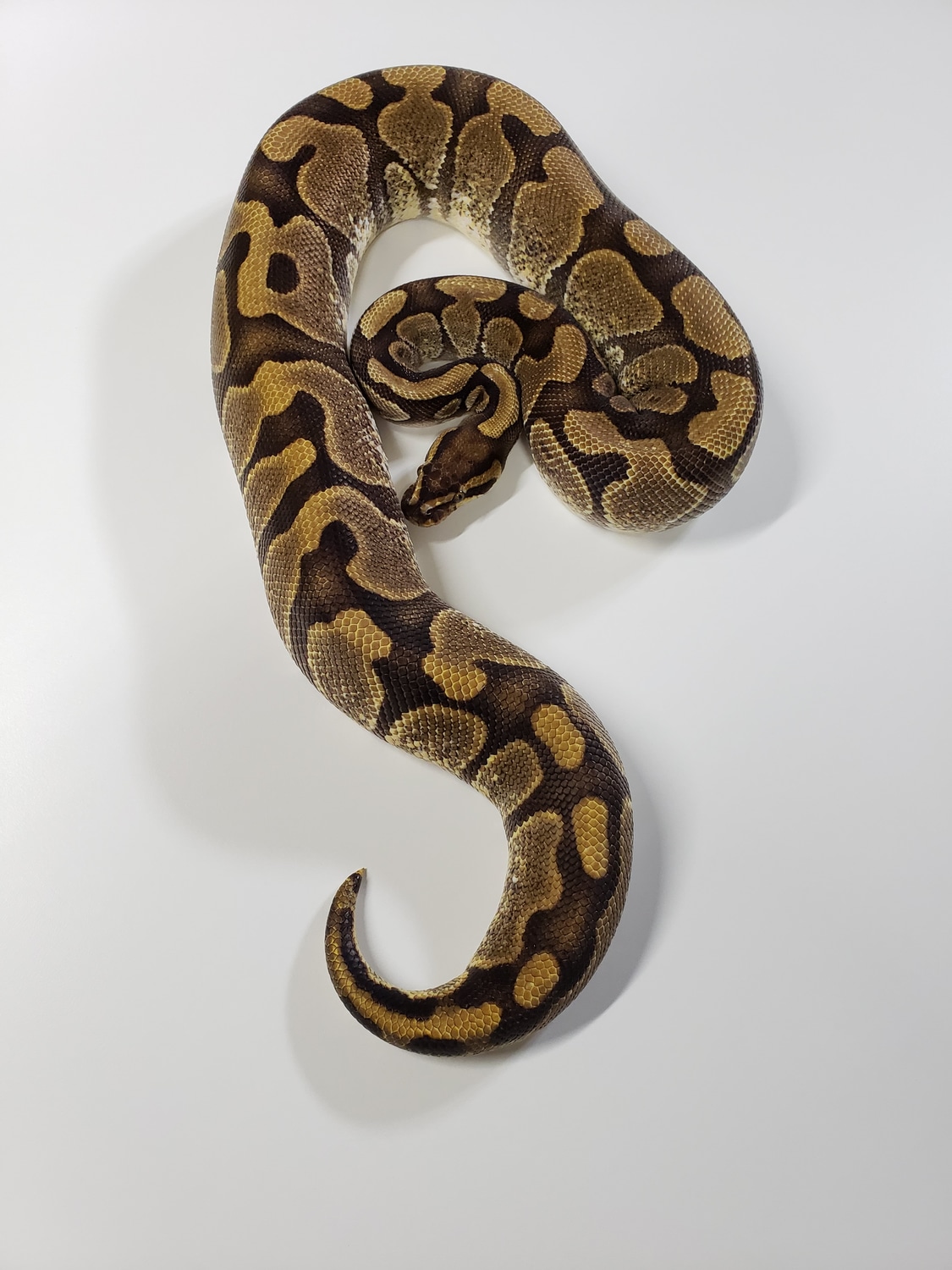 Enchi Het Albino Ball Python by Dynamic Scales - MorphMarket
