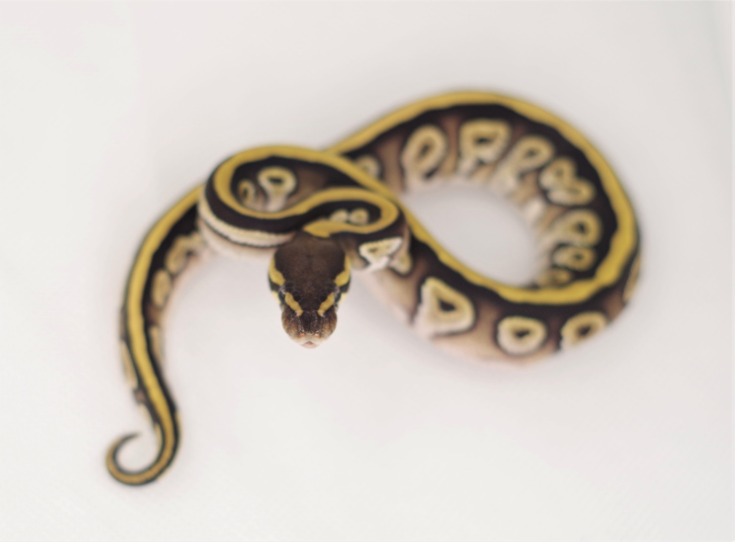 Mojave Het Piebald Het Axanthic VPI Ball Python by Jurassic Snakes ...