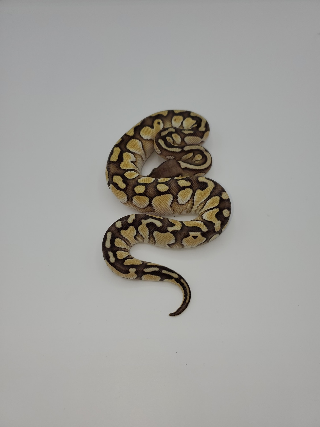 Lemon Pastel Lesser Ball Python by Maltese Morphs - MorphMarket