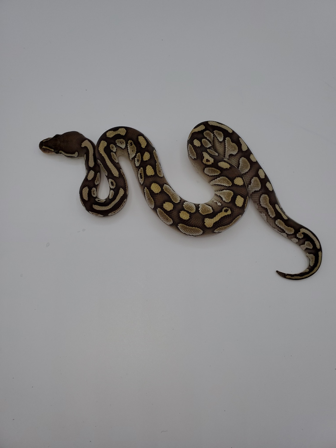 Lesser Ball Python by Maltese Morphs - MorphMarket