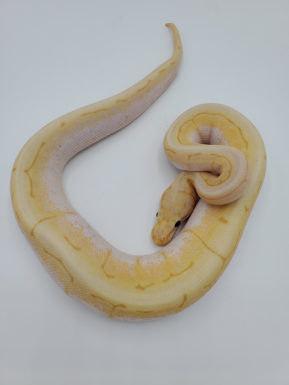 Banana Spinner Blast Ball Python by Maltese Morphs - MorphMarket
