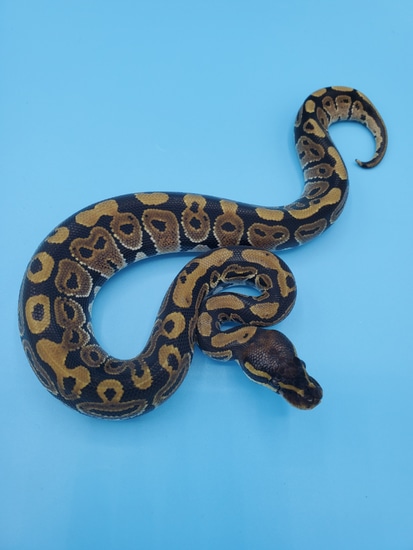 Normal 100% Het Ghost Ball Python by Maltese Morphs