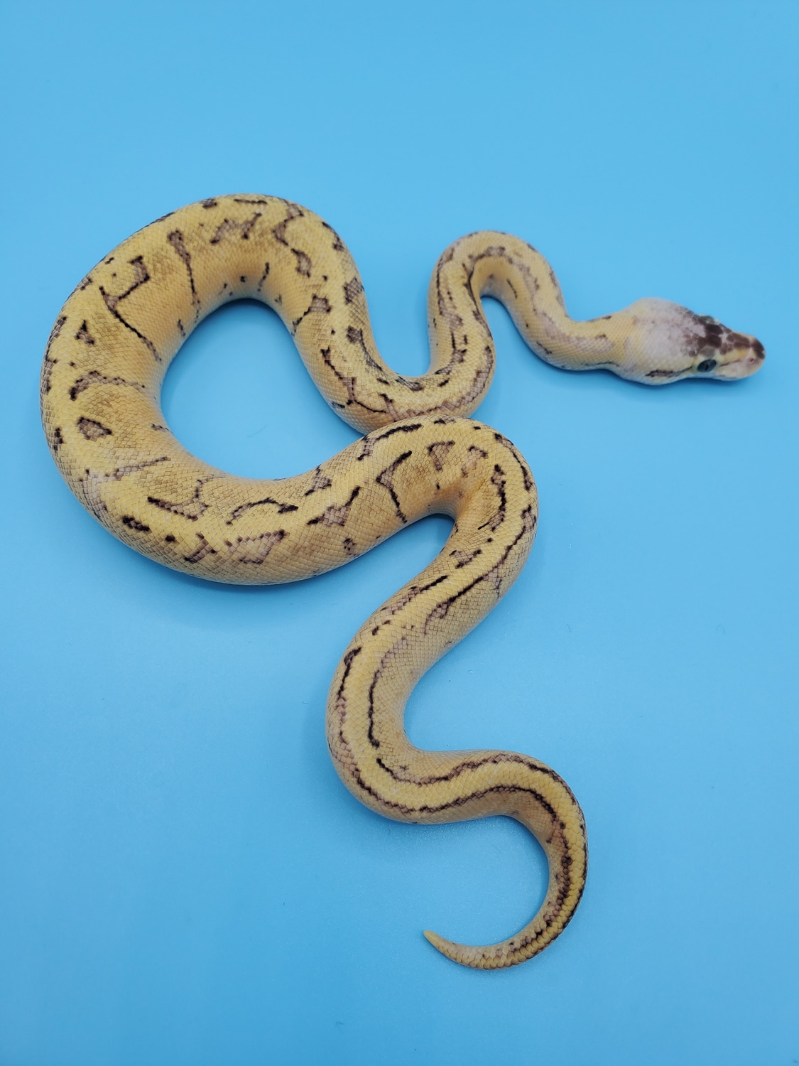 Dragonfly Ball Python by Maltese Morphs - MorphMarket