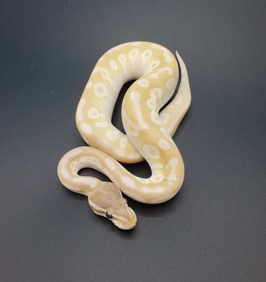 Crystal Ball Python by Maltese Morphs