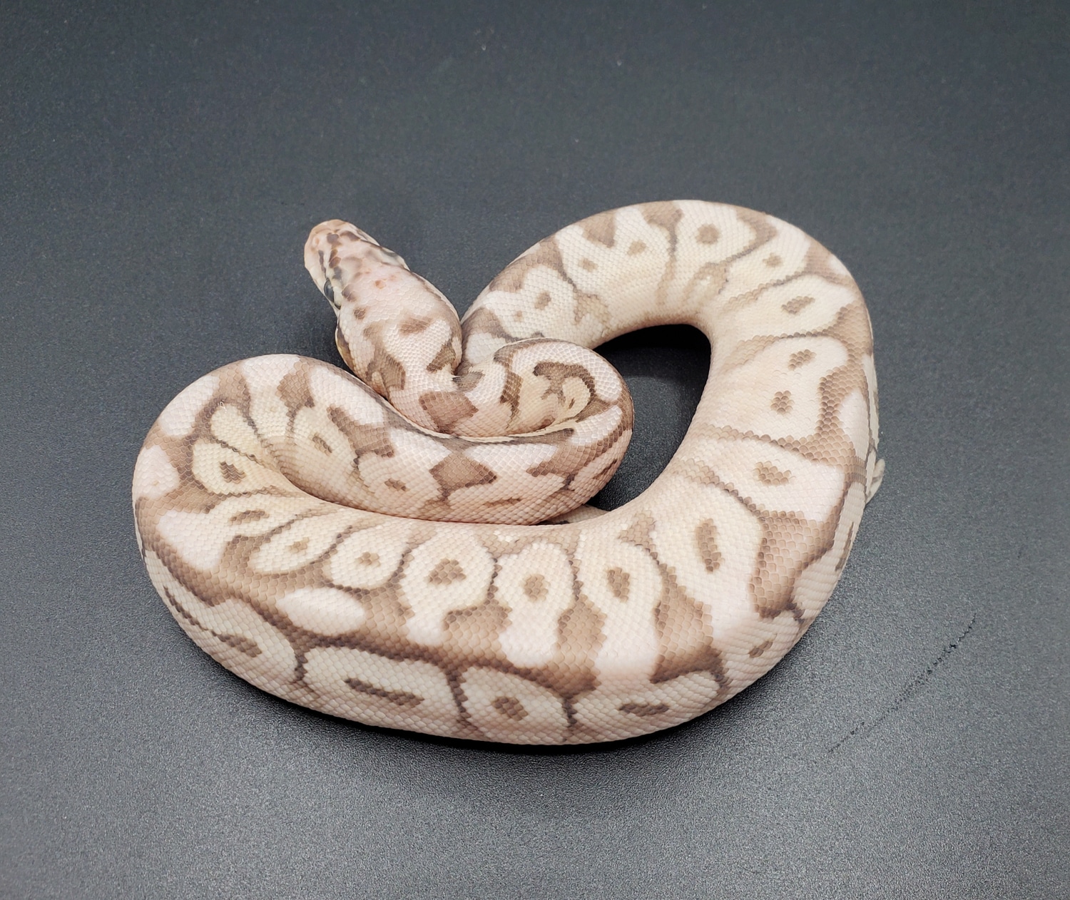 Queen Bee 100% Het Clown Ball Python by Maltese Morphs - MorphMarket