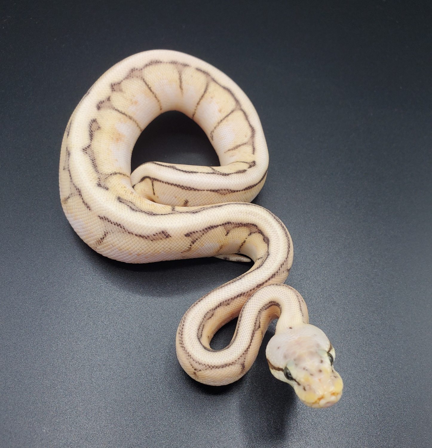 Killer Hornet Ball Python by Maltese Morphs - MorphMarket