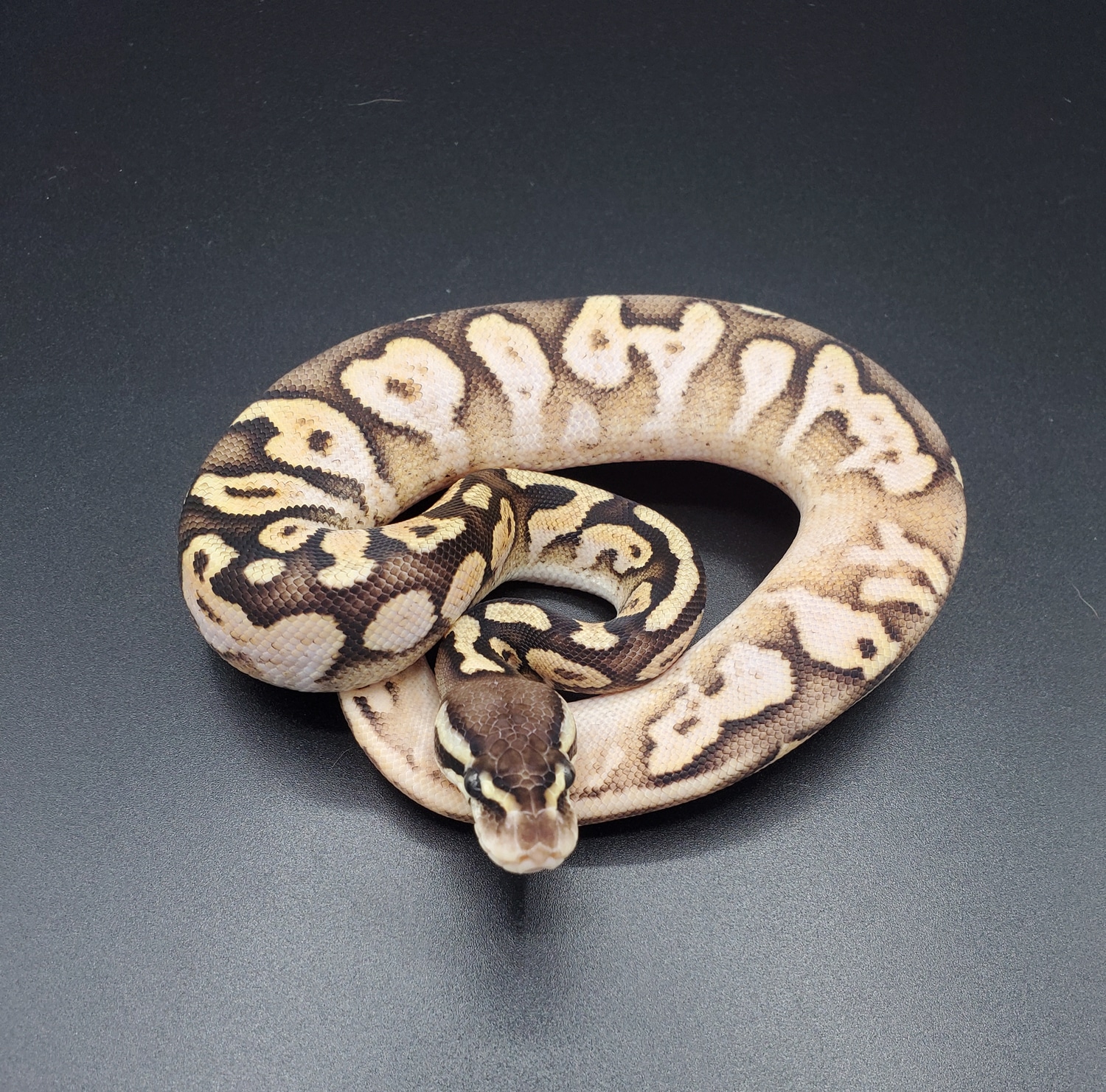 Calico Pastel Ball Python by Maltese Morphs - MorphMarket