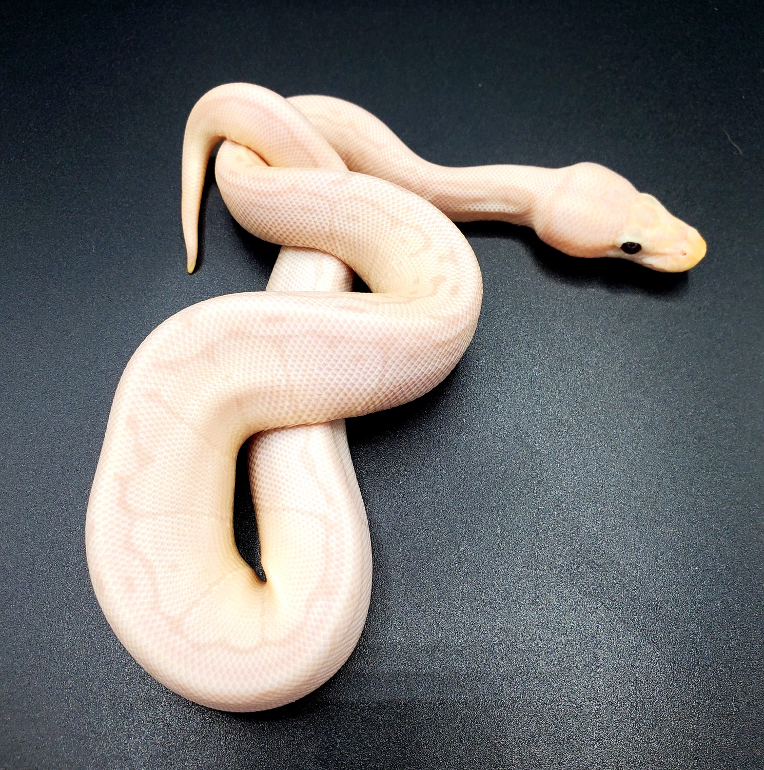 Super Banana Pinstripe Ball Python by Maltese Morphs - MorphMarket