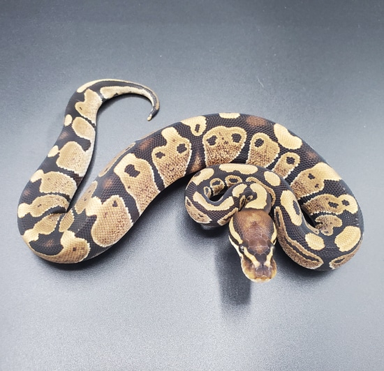 Normal Ball Python by Maltese Morphs