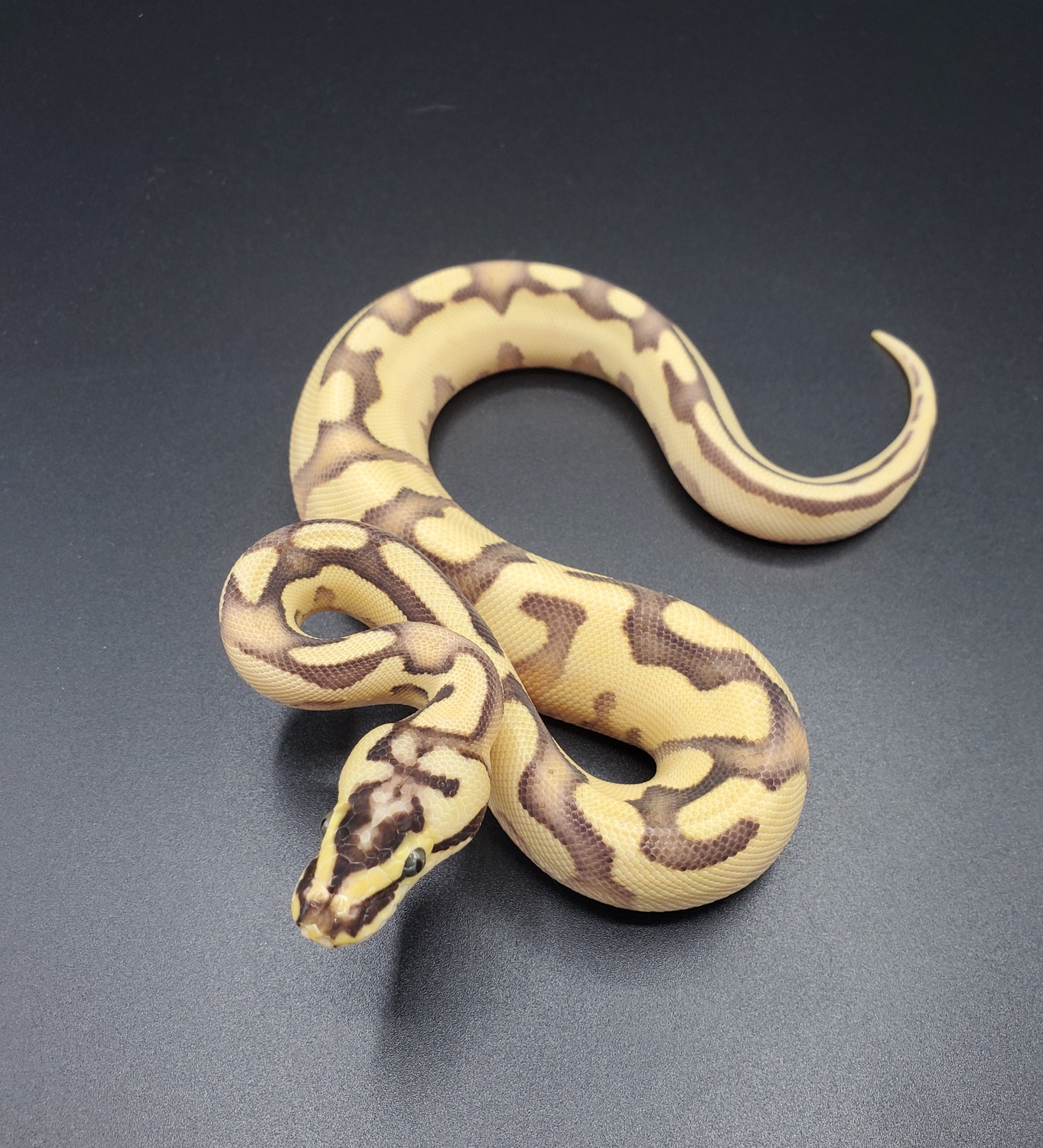 Super OD Enchi Firefly Ball Python by Maltese Morphs - MorphMarket