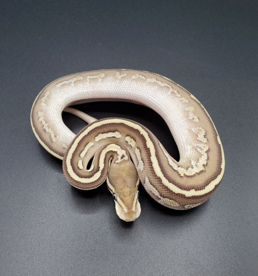 Cinnamon Fire Lesser Granite Ball Python by Maltese Morphs