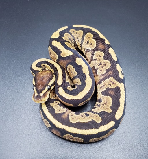 Cinnamon Granite Ball Python by Maltese Morphs