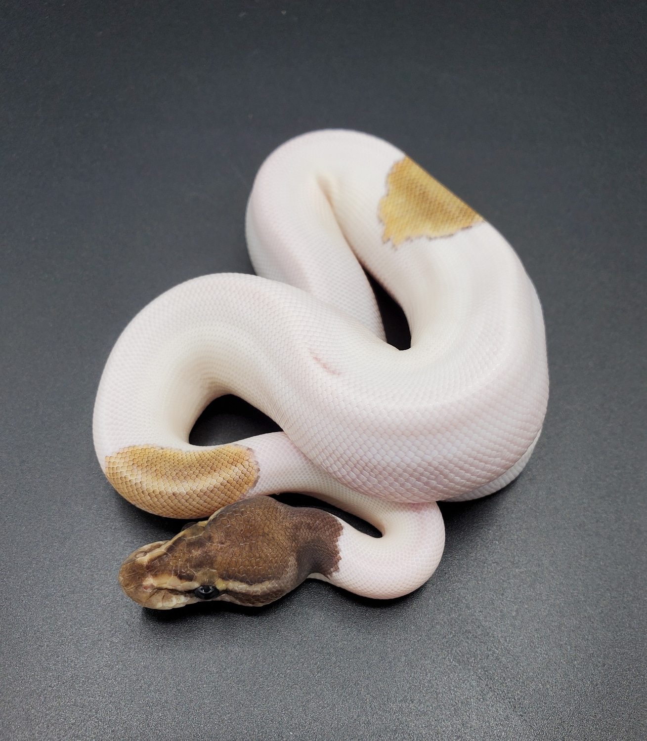 Pewter Pied Ball Python by Maltese Morphs - MorphMarket