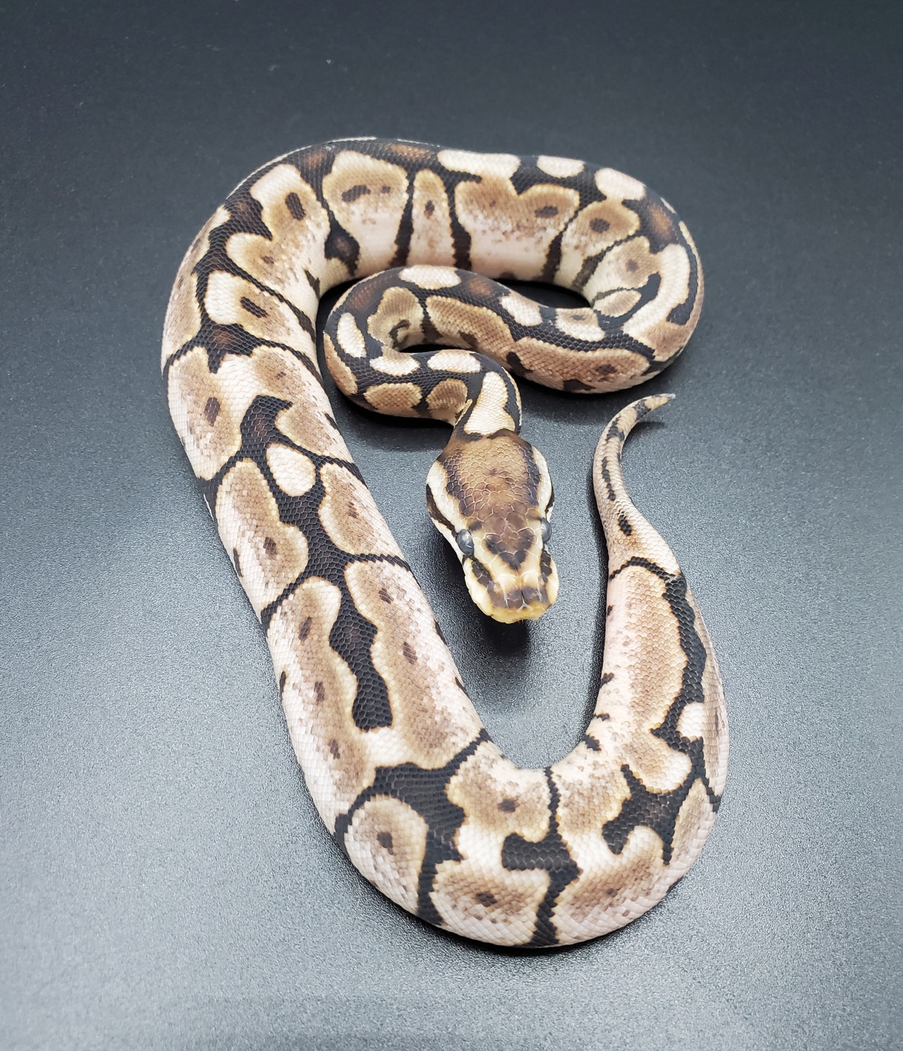 CinnaBee Ball Python by Maltese Morphs - MorphMarket
