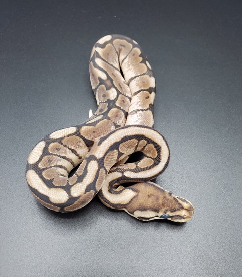 CinnaBee Ball Python by Maltese Morphs