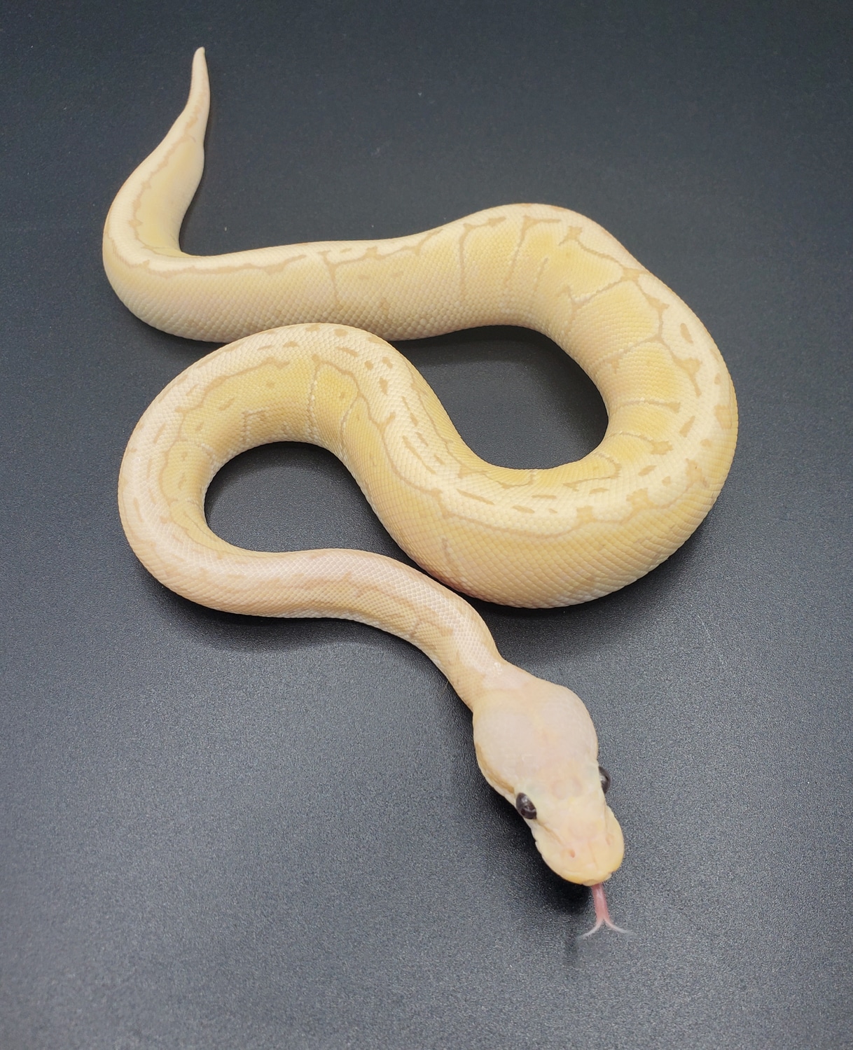 Banana Pinstripe Ball Python by Maltese Morphs - MorphMarket