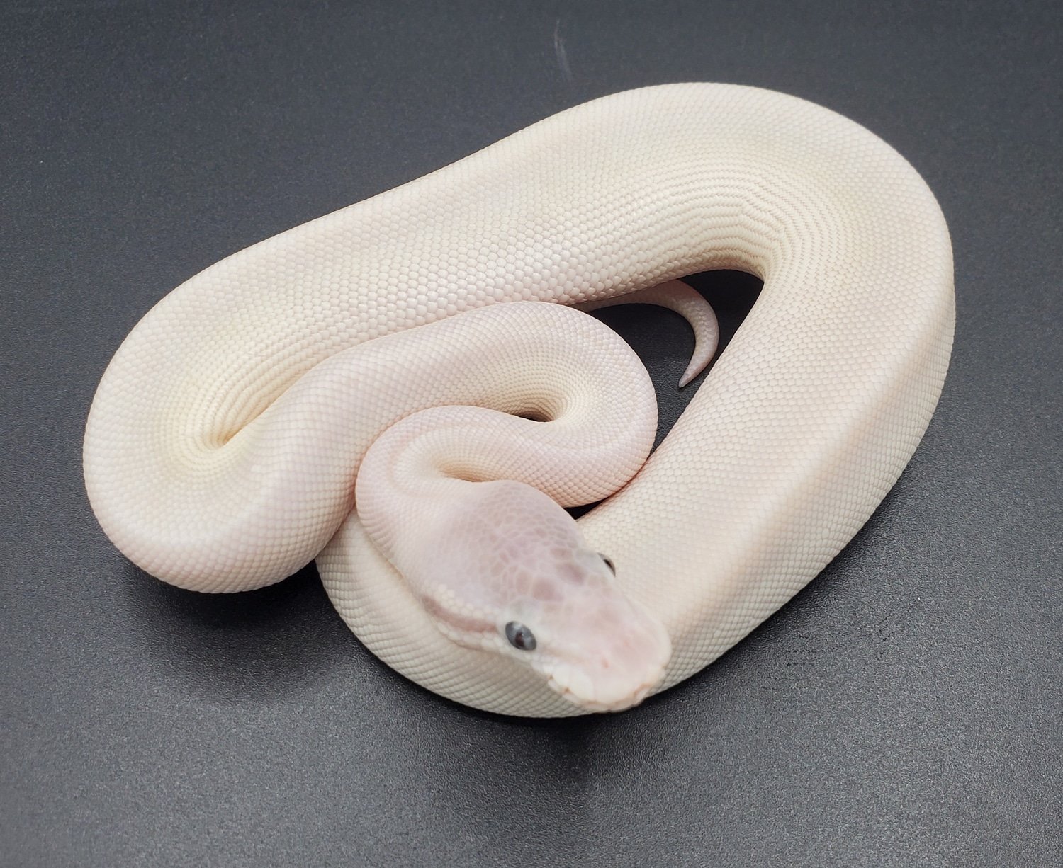 Super Mojave Ball Python by Maltese Morphs - MorphMarket