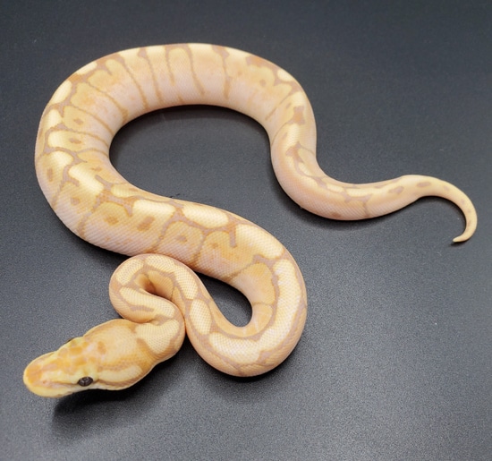 Banana Mojave Spider Ball Python by Maltese Morphs
