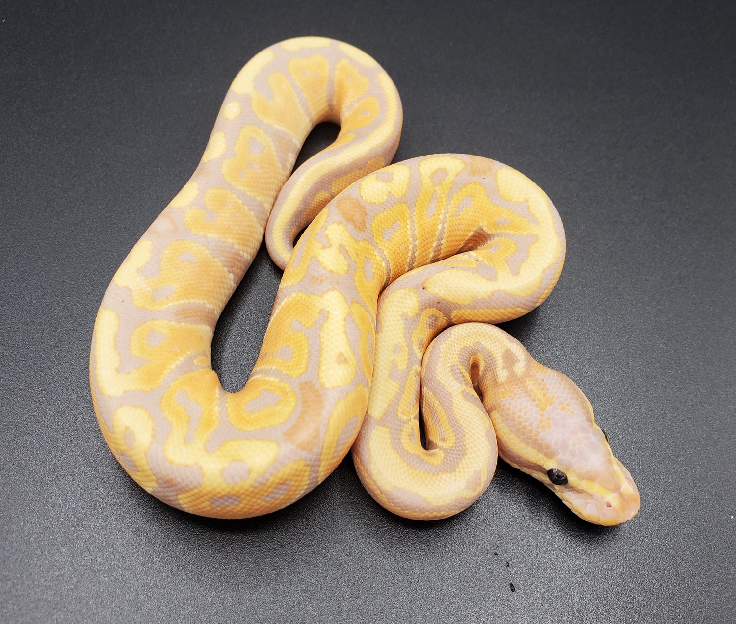 Banana Ball Python by Maltese Morphs - MorphMarket