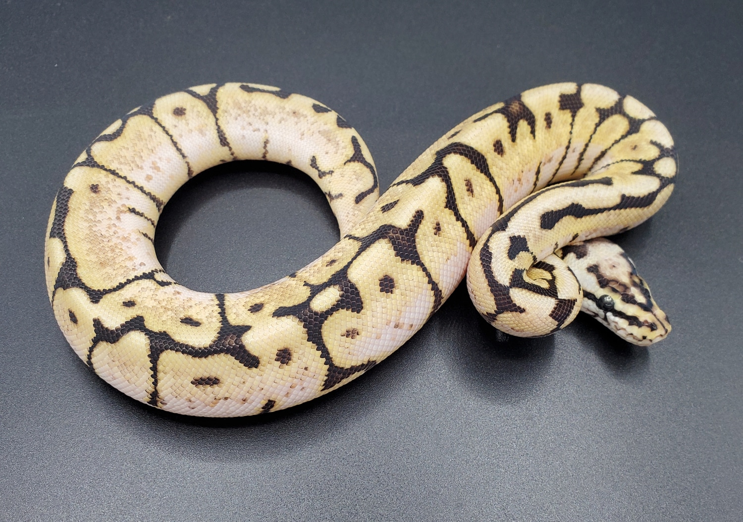 BumbleBee Ball Python by Maltese Morphs - MorphMarket